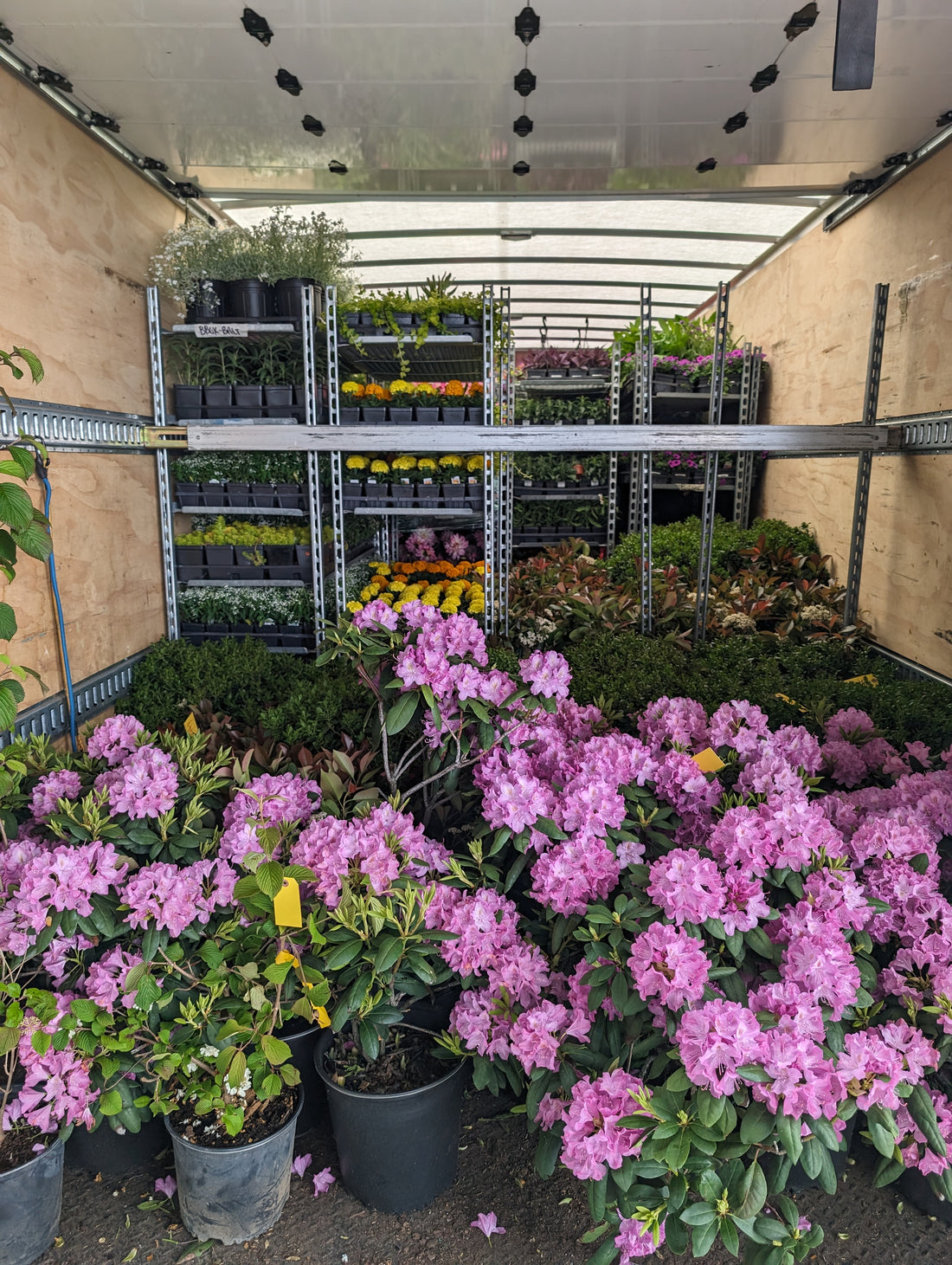 Second Chance Plants - Overstock Garden Outlet
