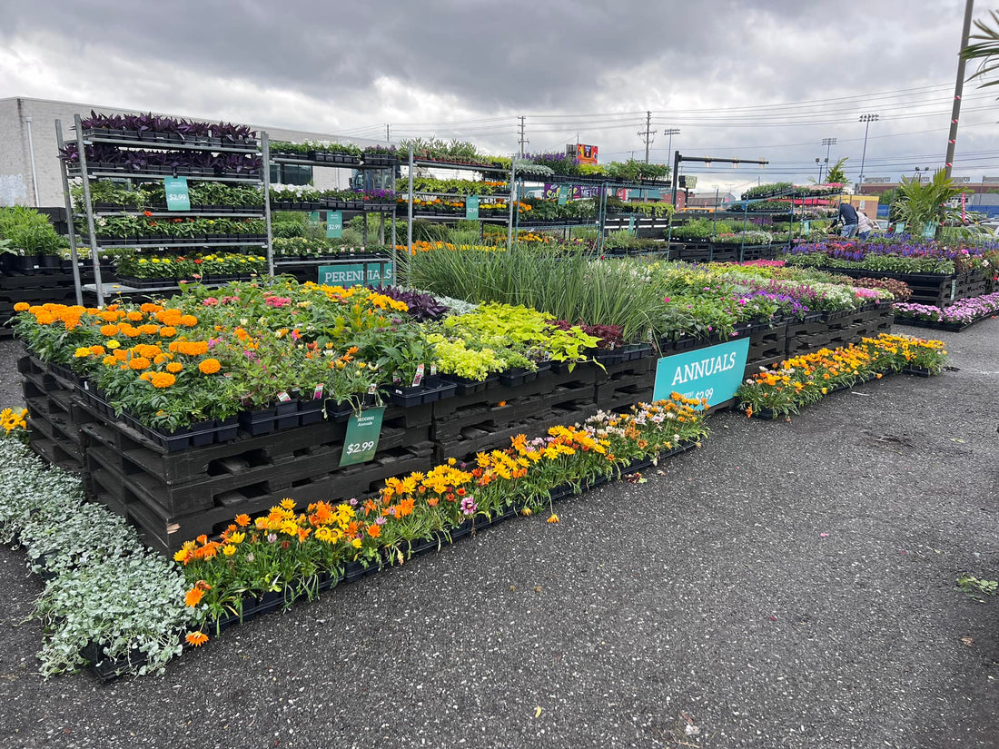 Second Chance Plants - Overstock Garden Outlet